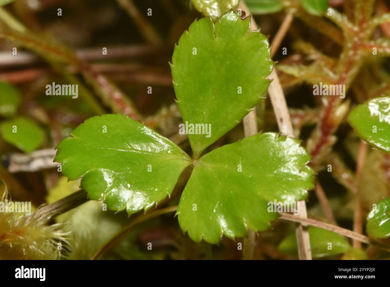 threeleaf goldthread (Coptis trifolia Stock Photo - Alamy