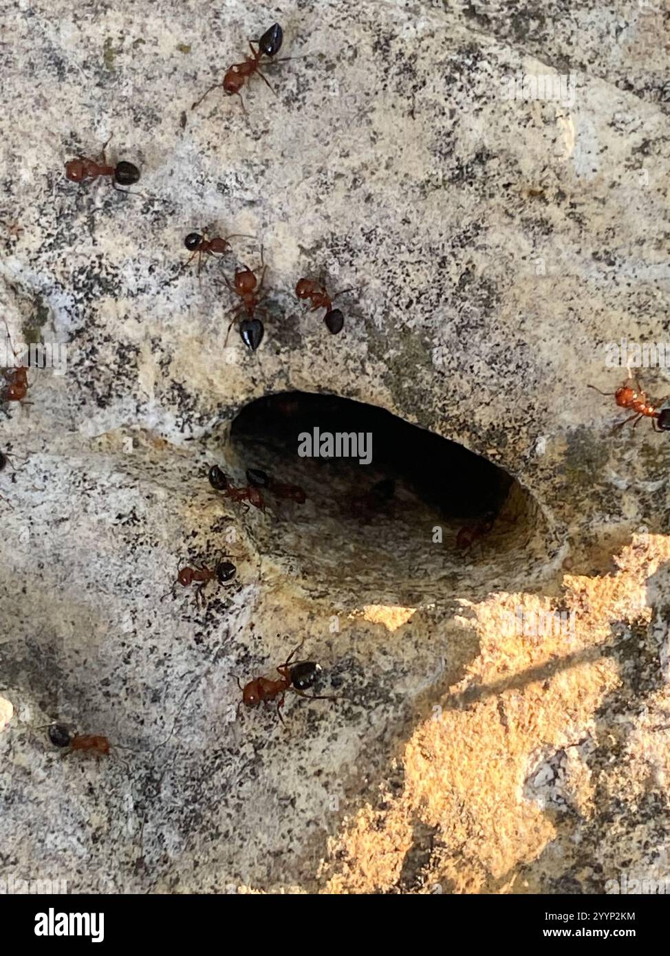 Shiny Acrobat Ant (Crematogaster laeviuscula Stock Photo - Alamy