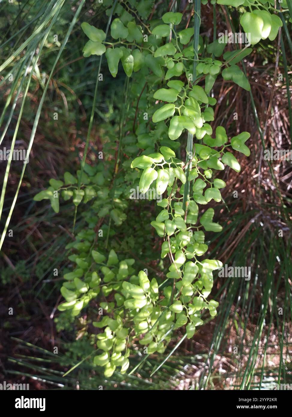 Lygodium microphyllum hi-res stock photography and images - Alamy