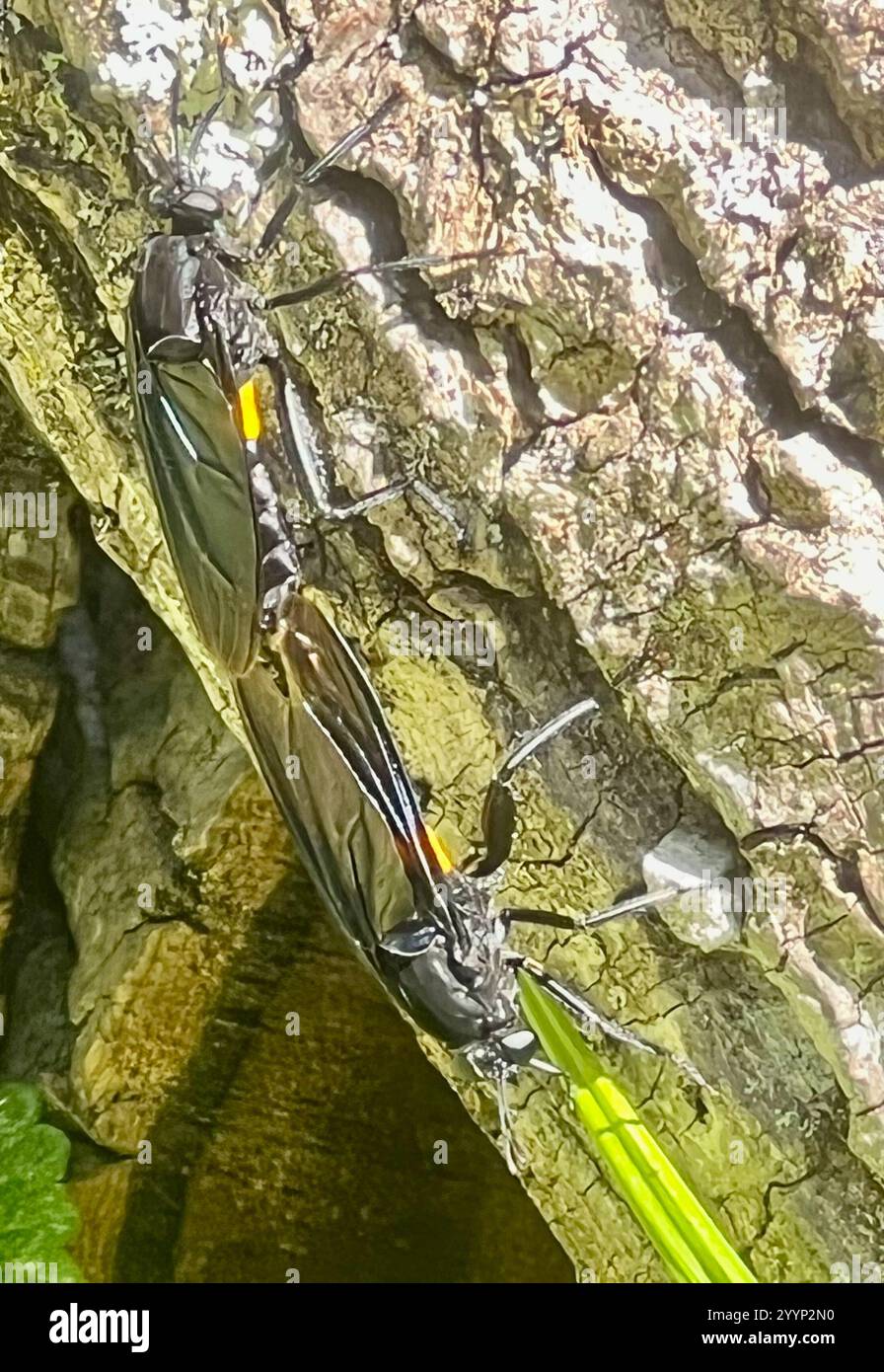 Clubbed mydas fly hi-res stock photography and images - Alamy