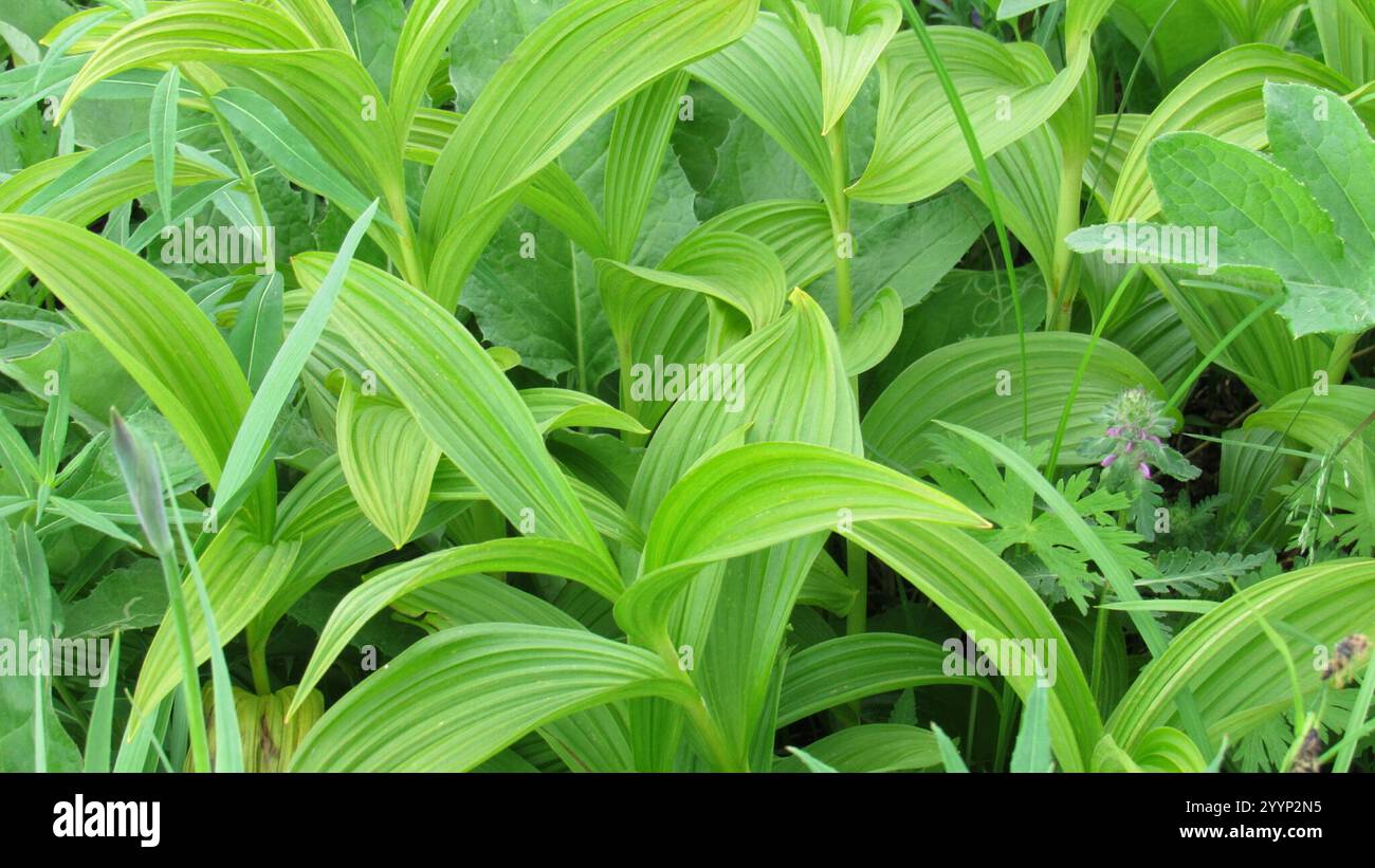 white false hellebore (Veratrum oxysepalum Stock Photo - Alamy
