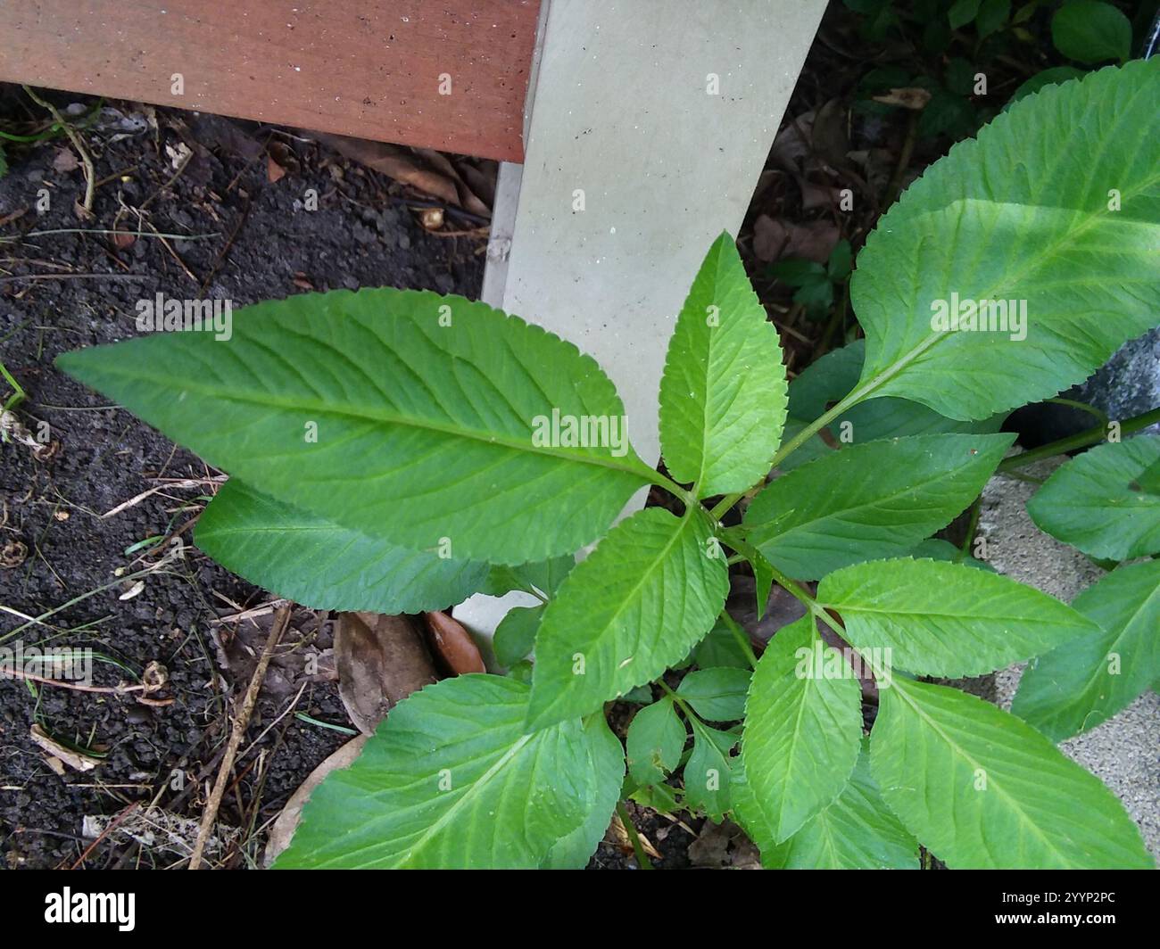 White beggarticks (Bidens alba Stock Photo - Alamy