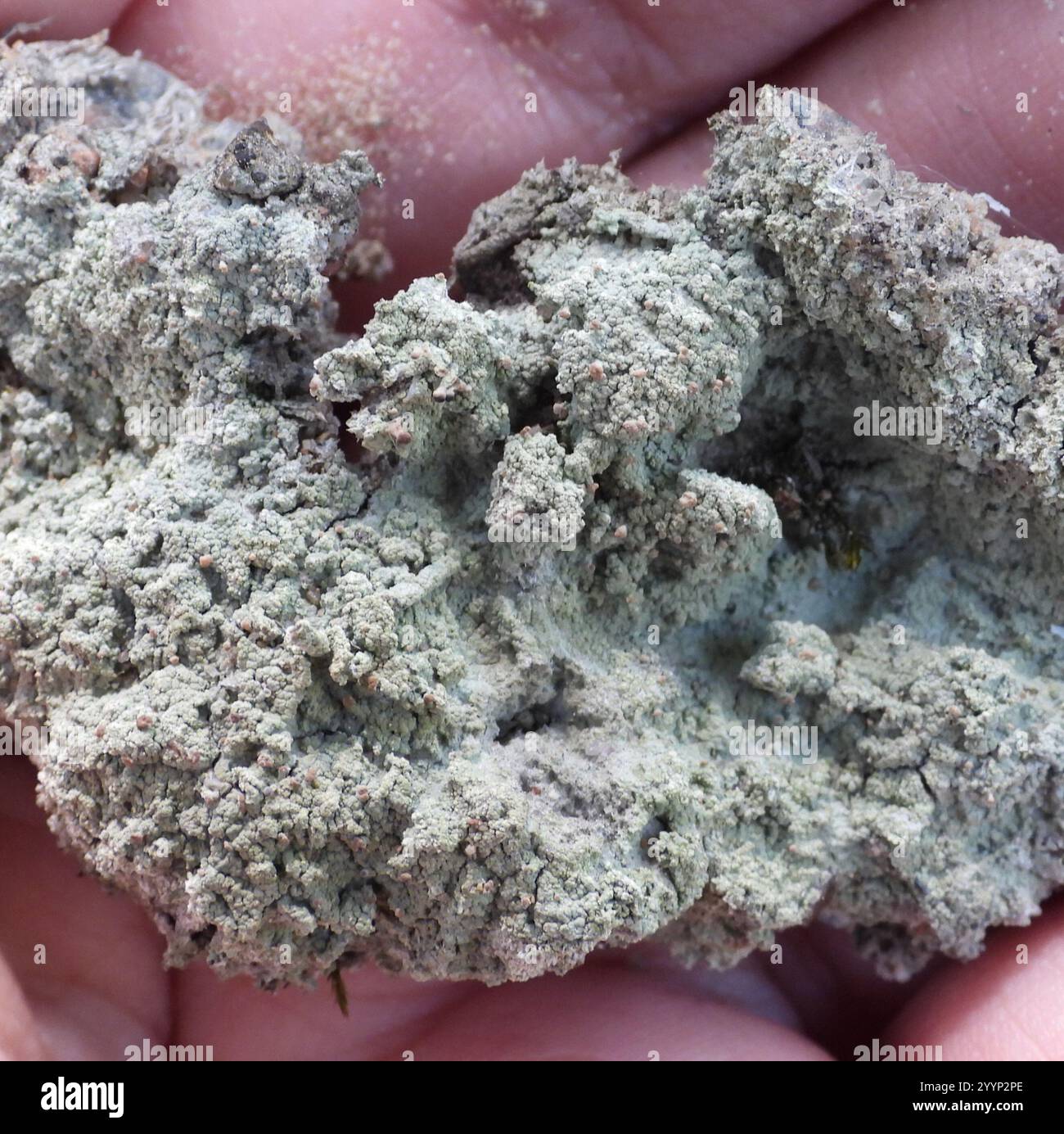 Brown Beret Lichen (Baeomyces rufus Stock Photo - Alamy