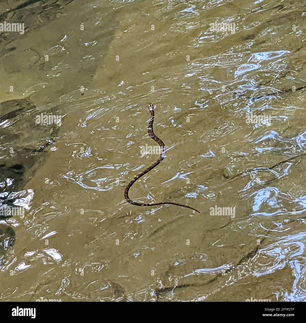 Common Watersnake (Nerodia sipedon Stock Photo - Alamy