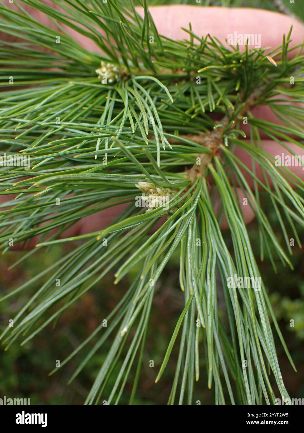 western white pine (Pinus monticola Stock Photo - Alamy