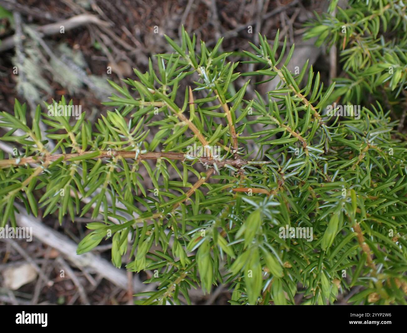 common juniper (Juniperus communis Stock Photo - Alamy