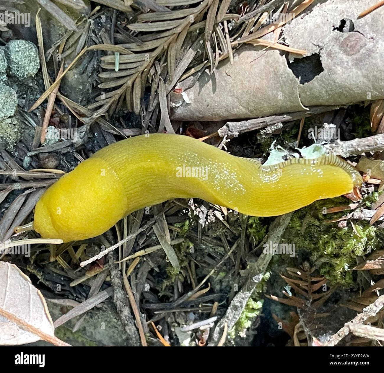 Slender Banana Slug (Ariolimax dolichophallus Stock Photo - Alamy