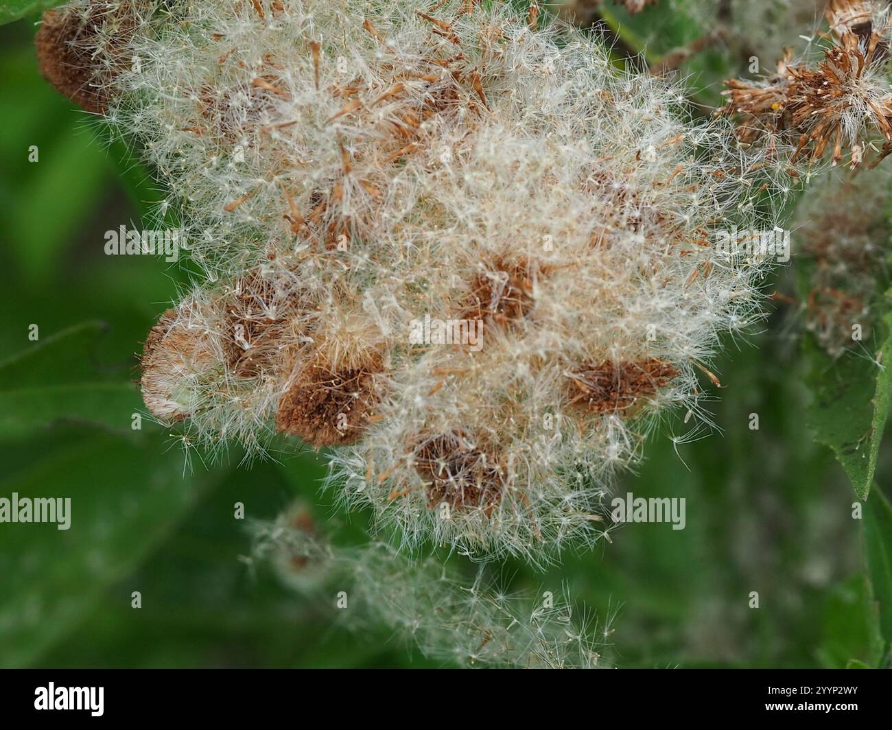 Wingstem Camphorweed (Pluchea sagittalis Stock Photo - Alamy