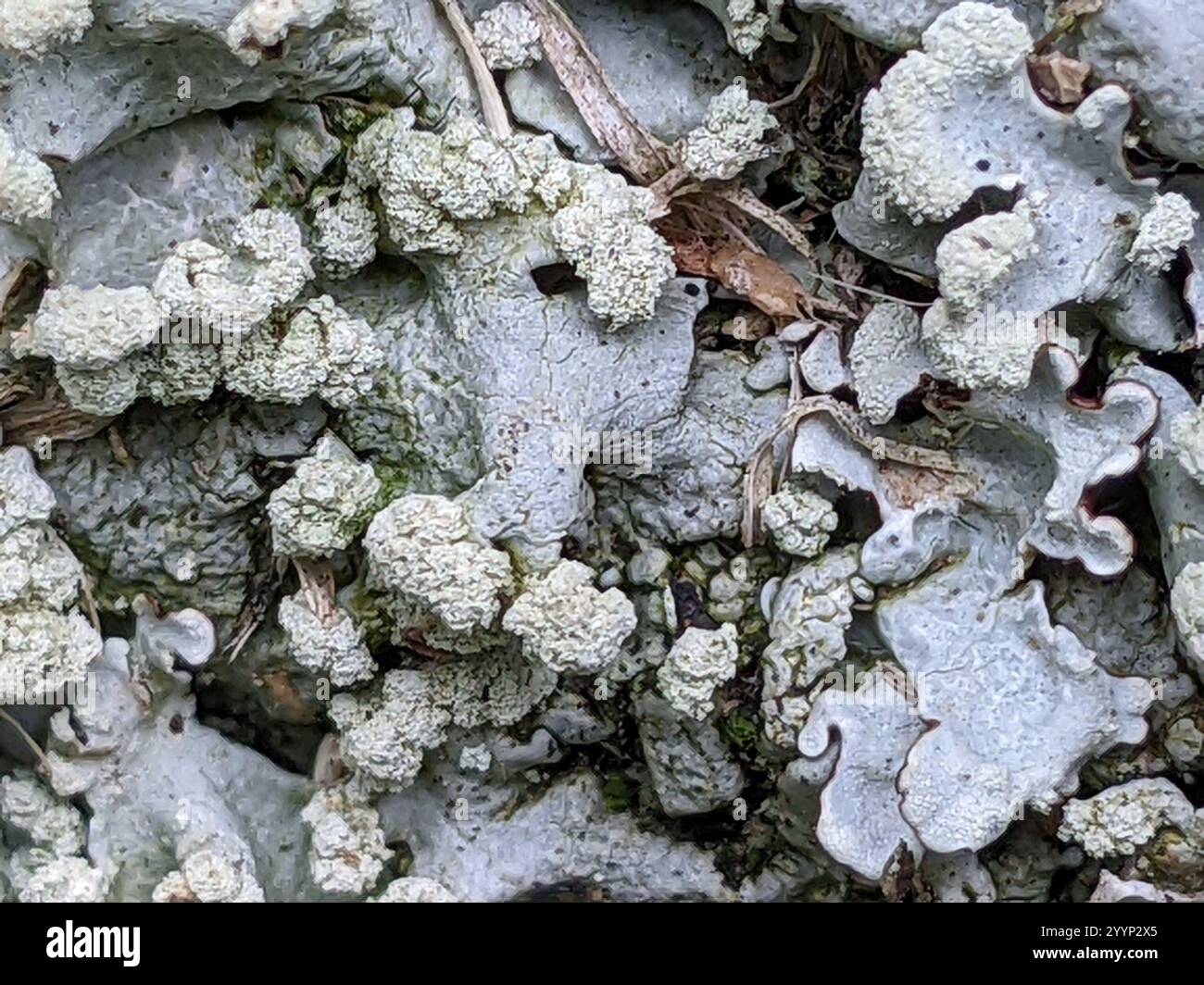 Powdery Axil-bristle Lichen (Myelochroa aurulenta Stock Photo - Alamy