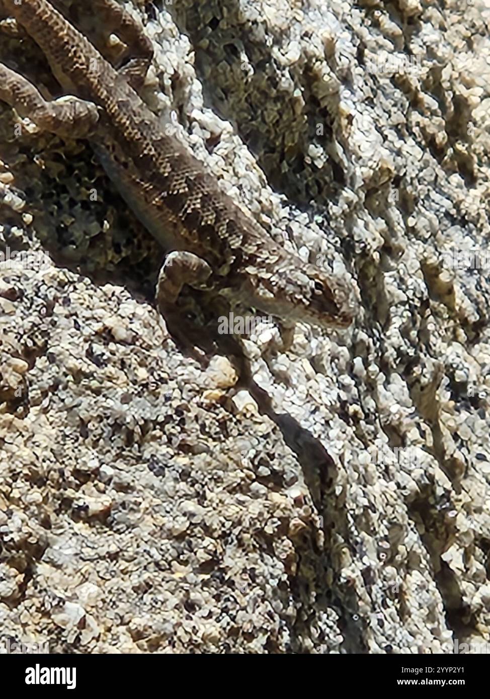 Southern Sagebrush Lizard (Sceloporus vandenburgianus Stock Photo - Alamy