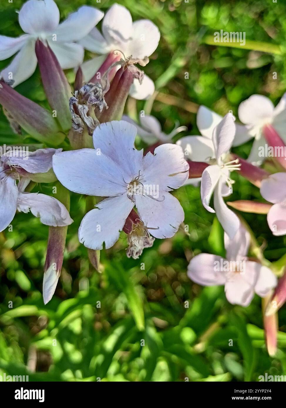 common soapwort (Saponaria officinalis Stock Photo - Alamy