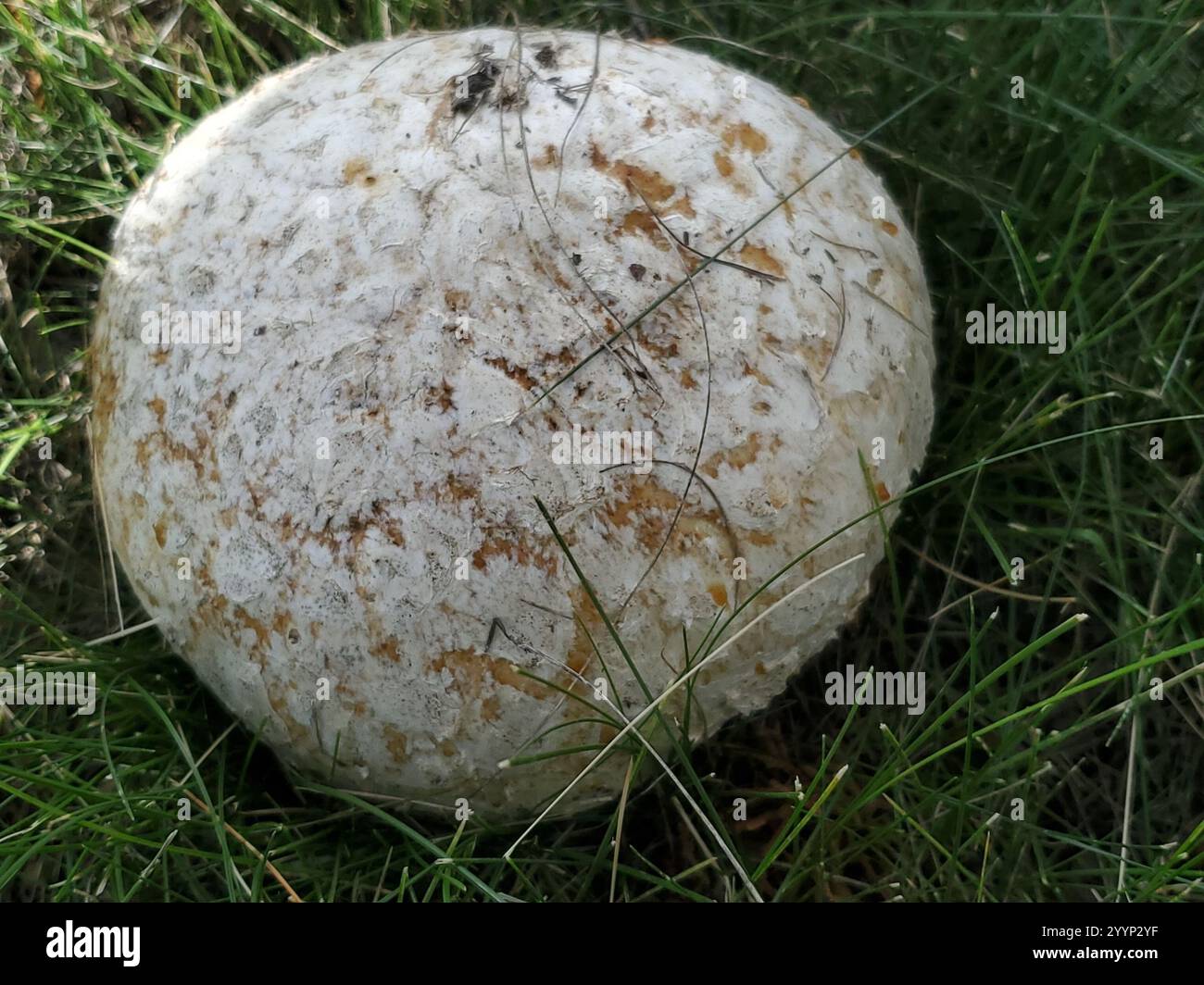 Western Giant Puffball (Calvatia booniana Stock Photo - Alamy