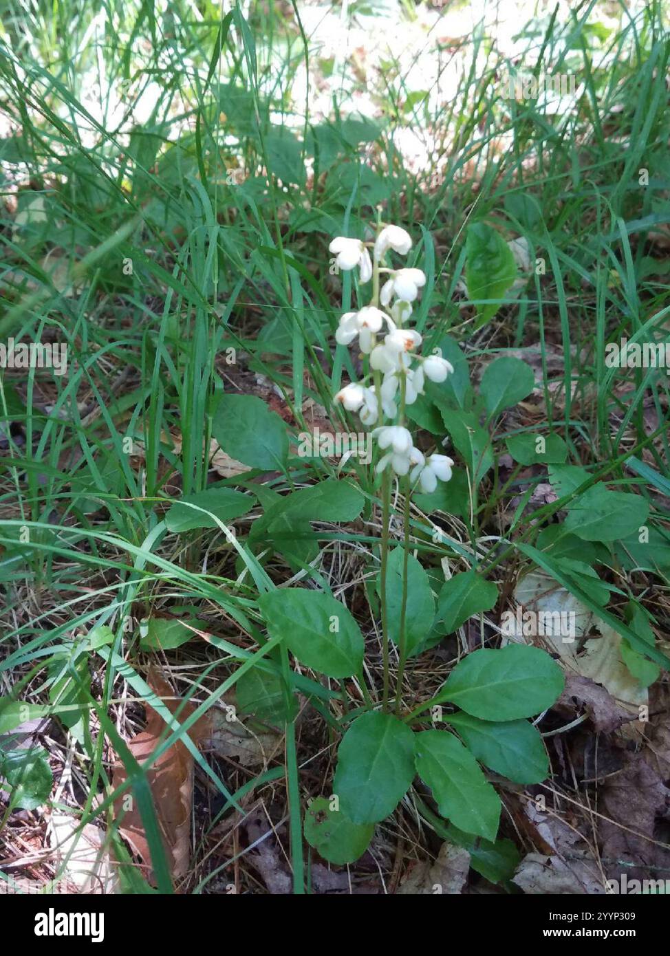 shinleaf (Pyrola elliptica Stock Photo - Alamy