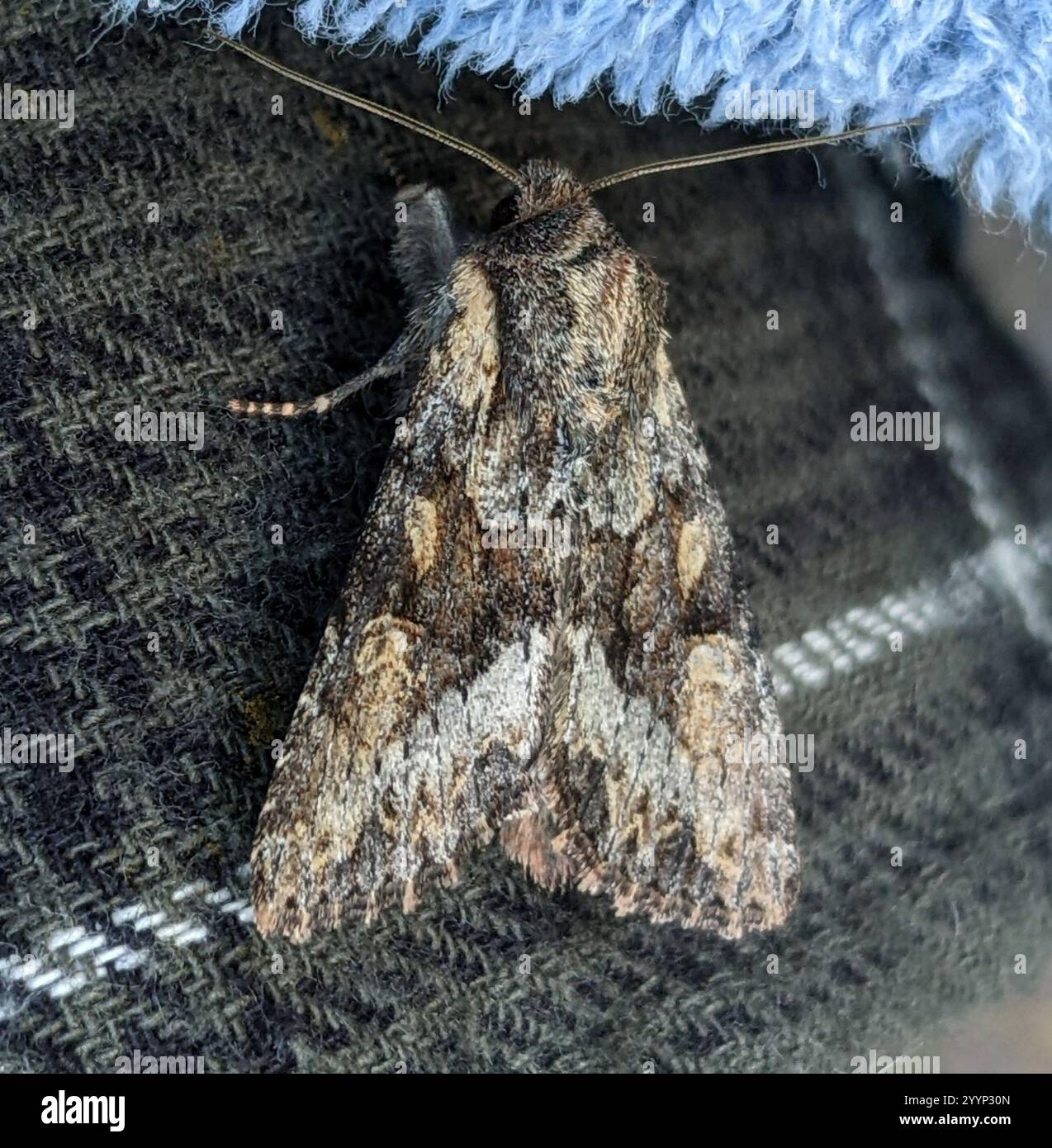 Sordens hi-res stock photography and images - Alamy