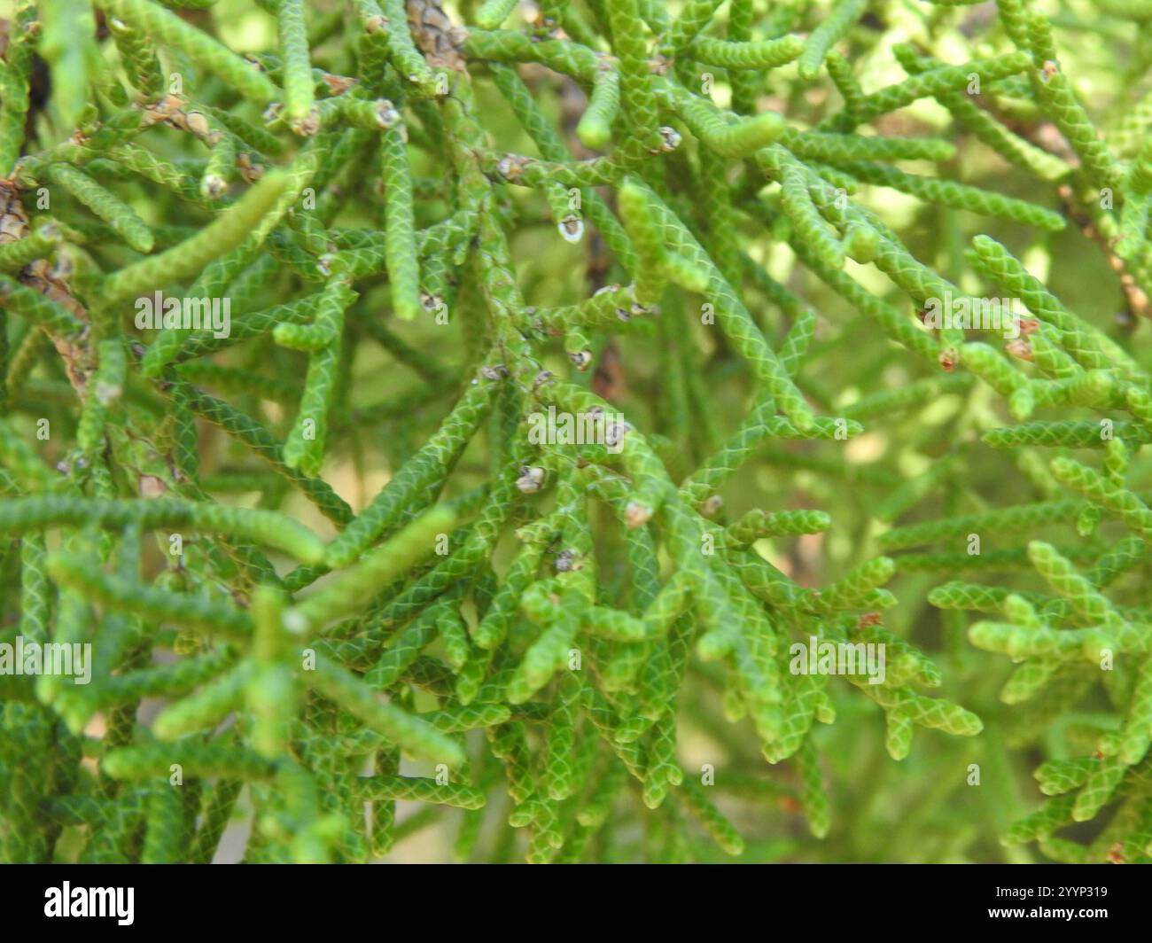 California juniper (Juniperus californica Stock Photo - Alamy