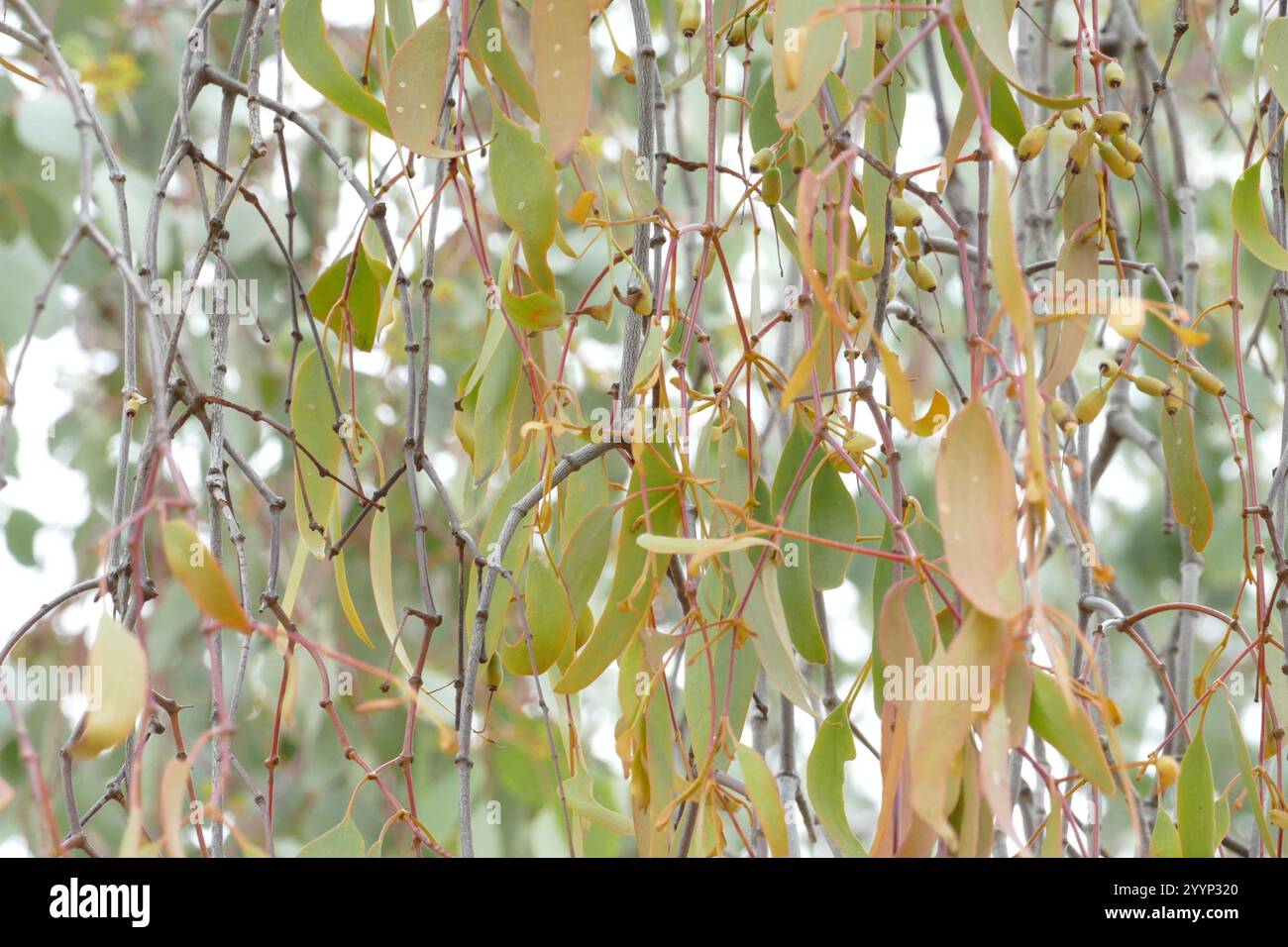 Box Mistletoe (Amyema miquelii Stock Photo - Alamy