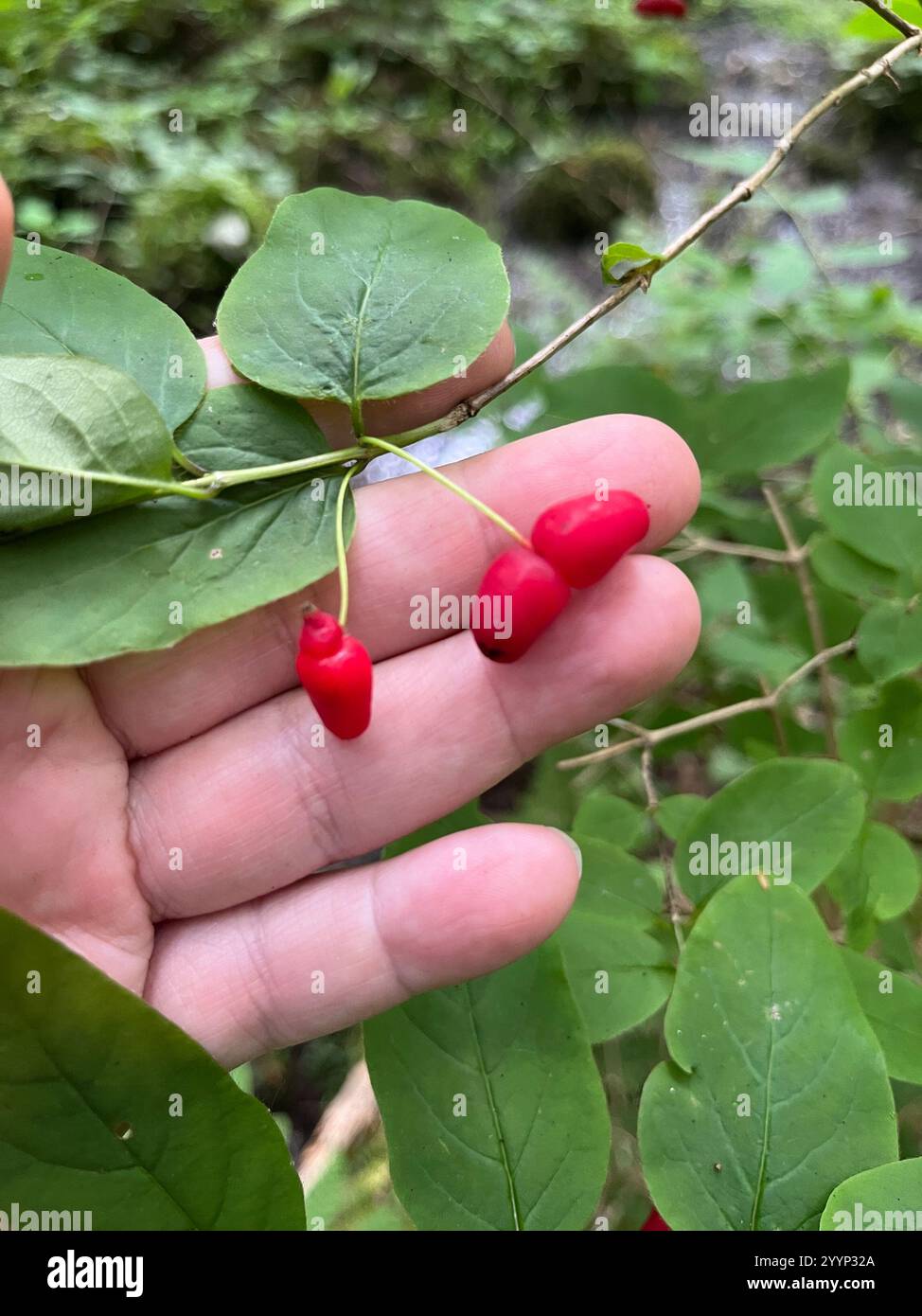 American fly-honeysuckle (Lonicera canadensis Stock Photo - Alamy