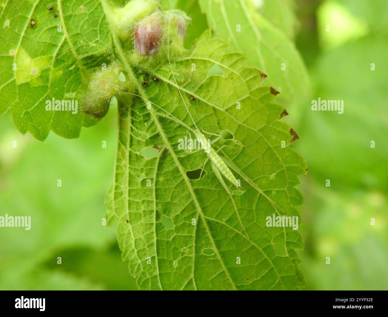 Common Tree Crickets (Oecanthus Stock Photo - Alamy