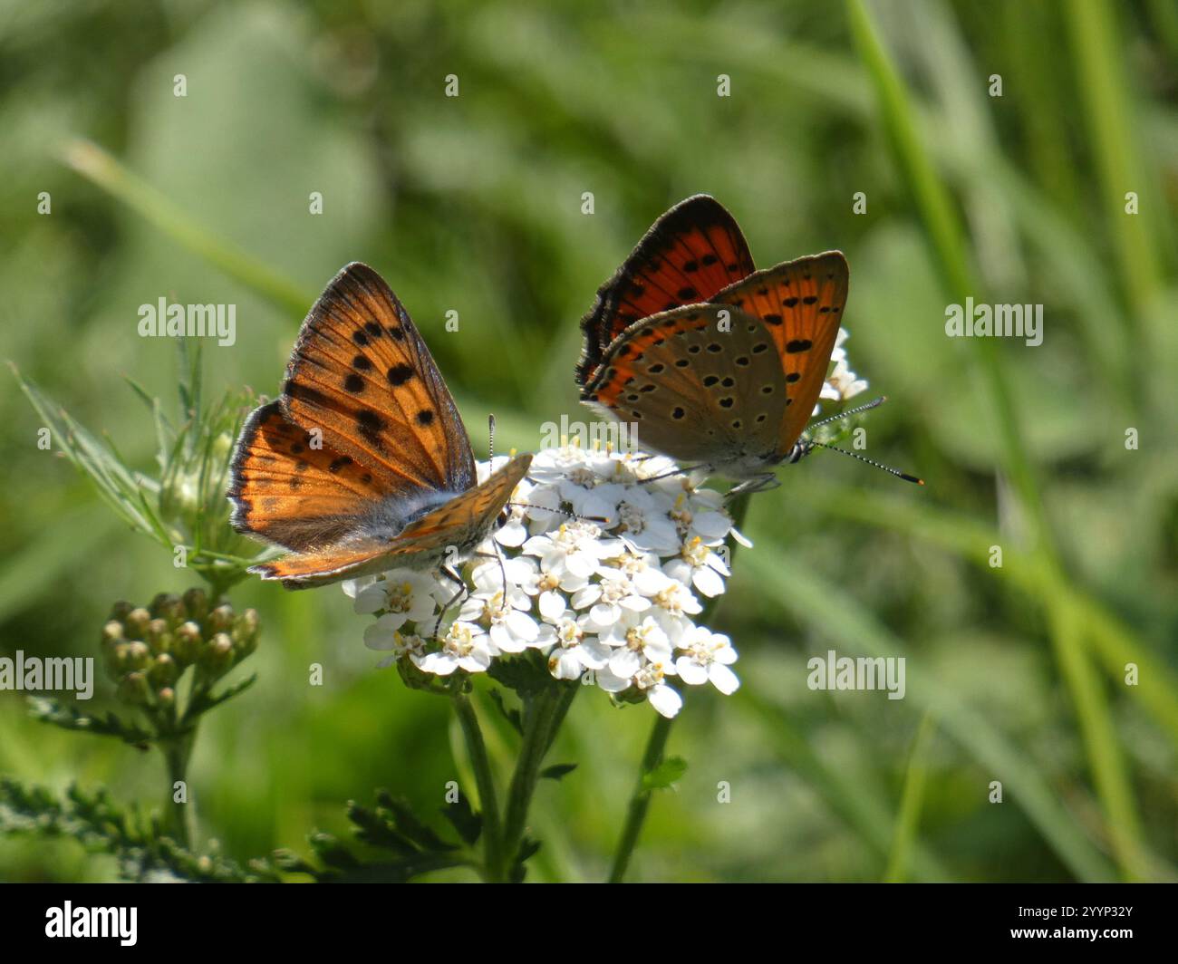 Purple-shot Copper (Lycaena alciphron Stock Photo - Alamy