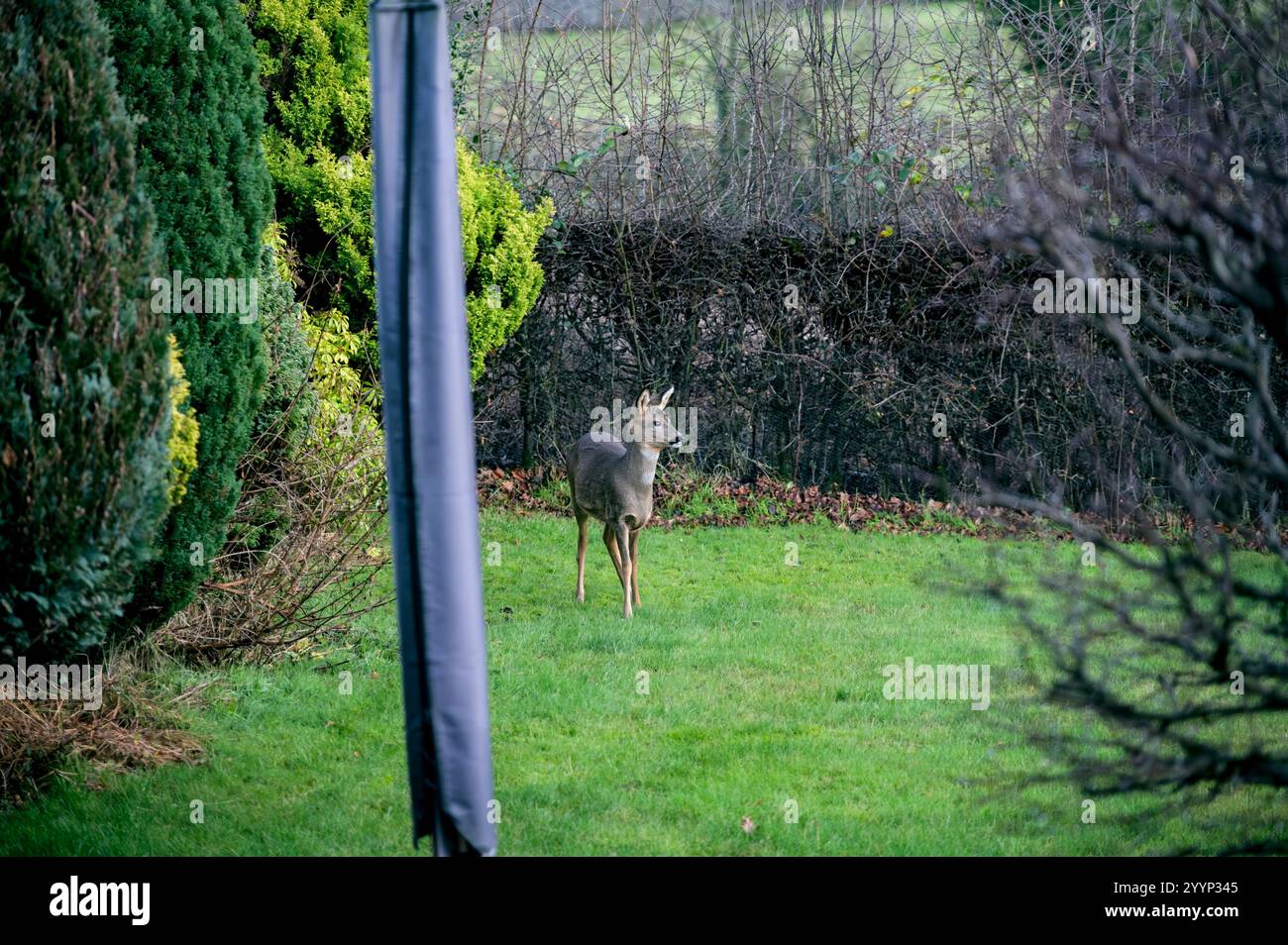 A roe deer in the garden of a house in winter, Glasgow, Scotland, UK ...