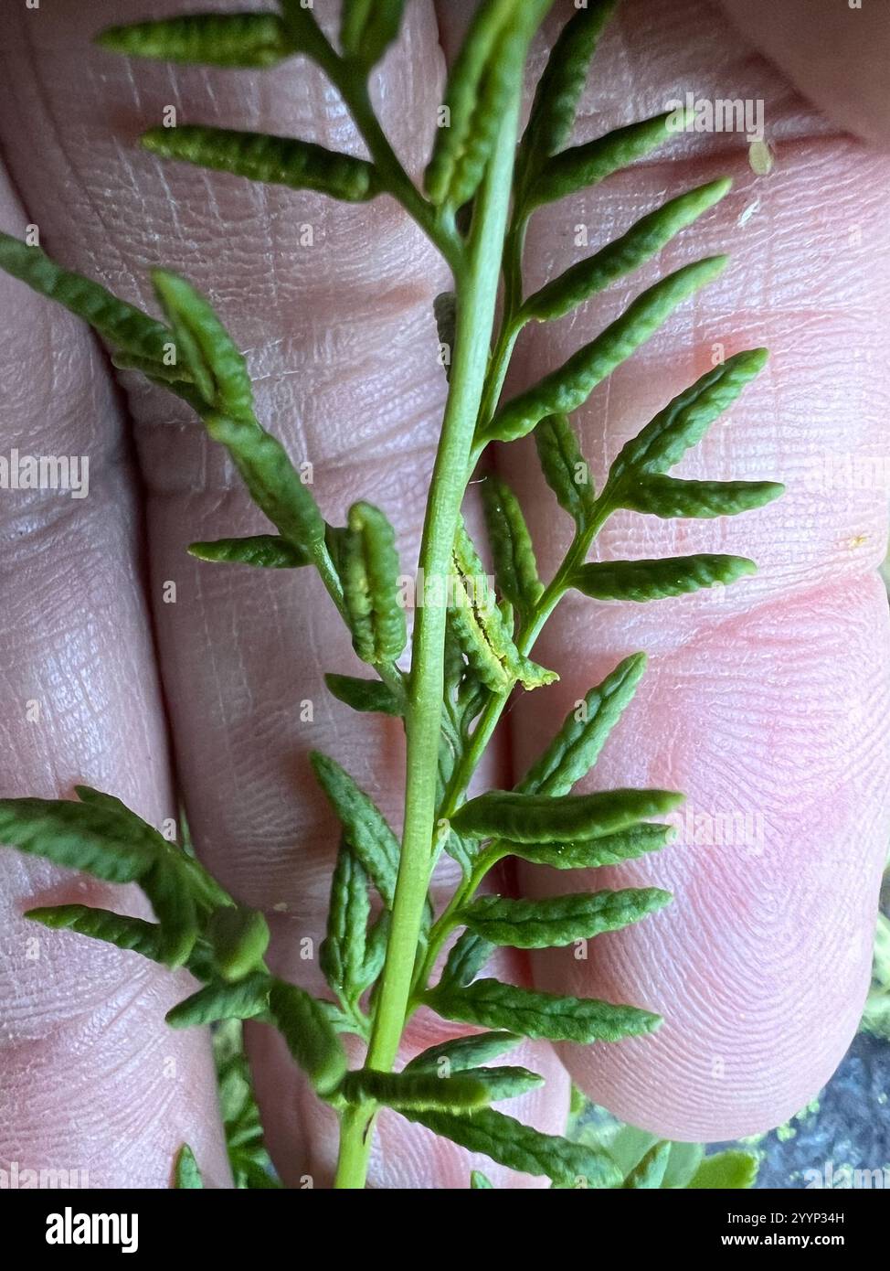 American parsley fern (Cryptogramma acrostichoides Stock Photo - Alamy