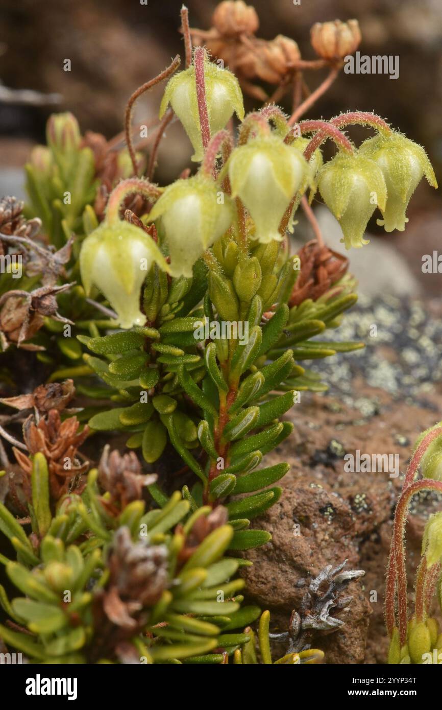 Yellow Mountain-heath (Phyllodoce glanduliflora Stock Photo - Alamy