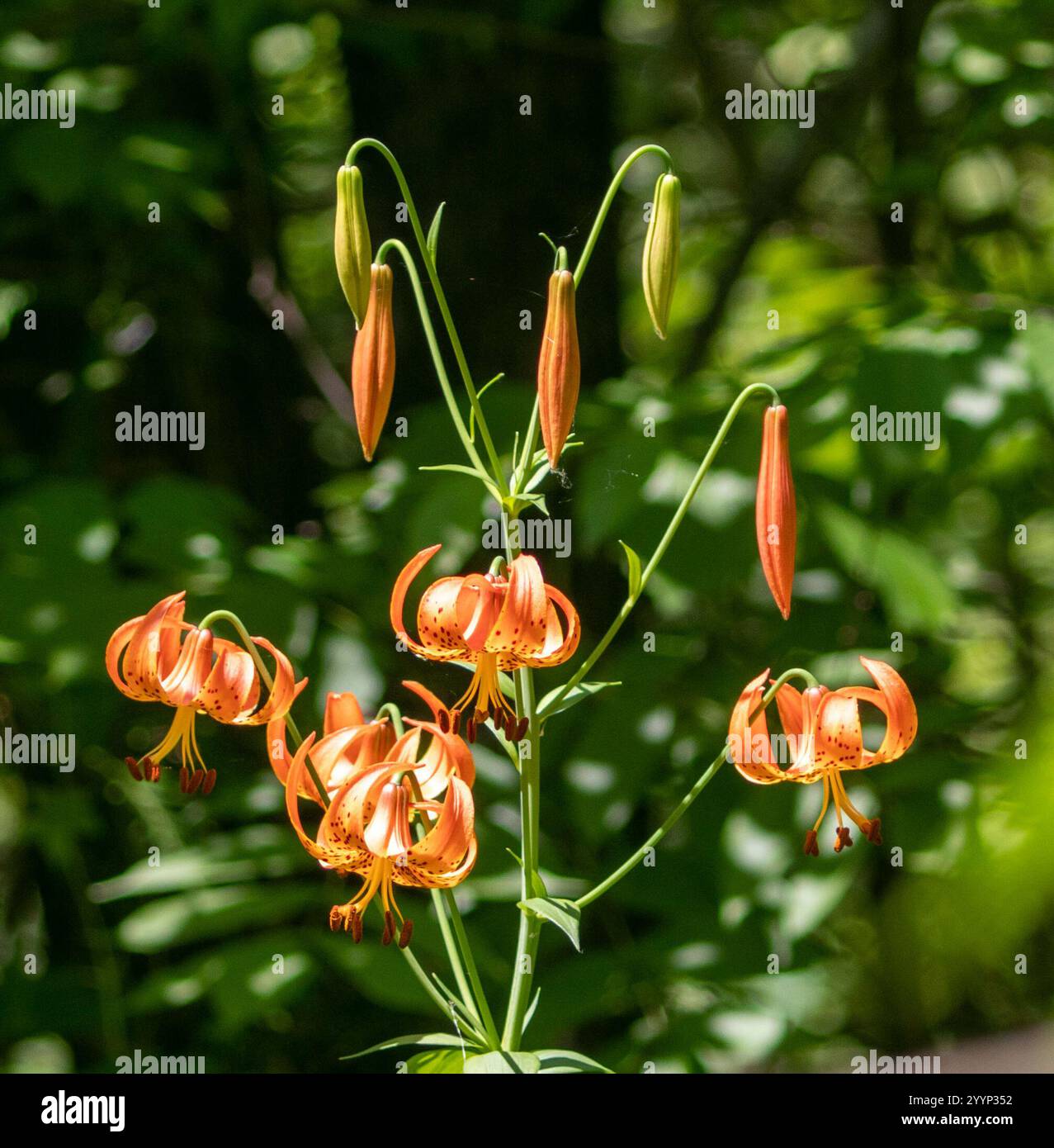 Michigan lily (Lilium michiganense Stock Photo - Alamy