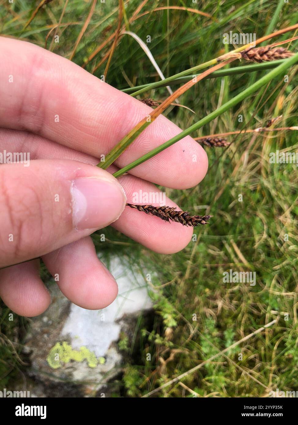 Smooth-stalked Sedge (Carex laevigata Stock Photo - Alamy