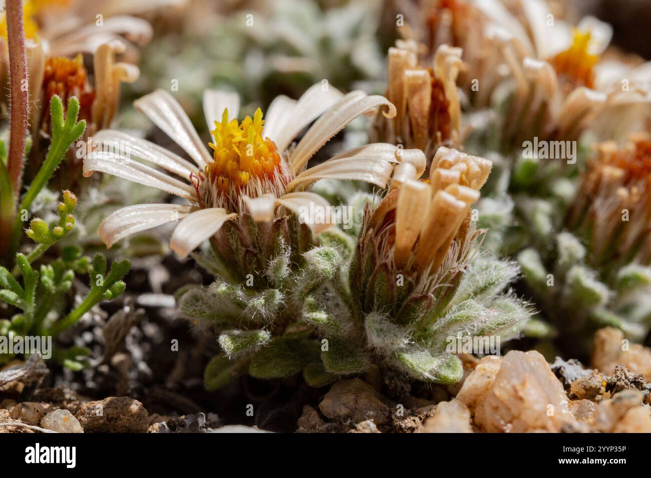 Sword Ground-Daisy (Townsendia spathulata Stock Photo - Alamy