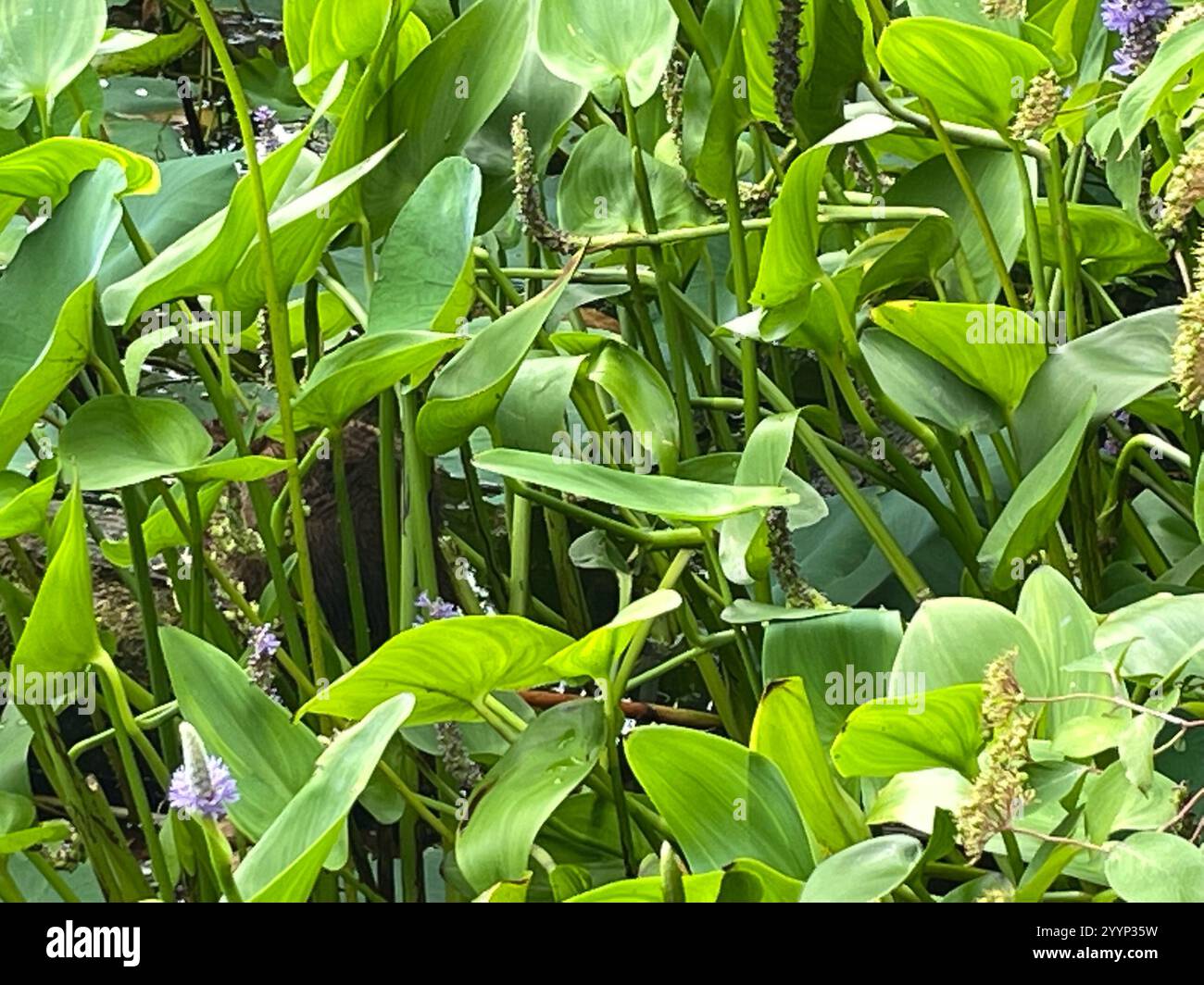 Green Arrow Arum (Peltandra virginica Stock Photo - Alamy