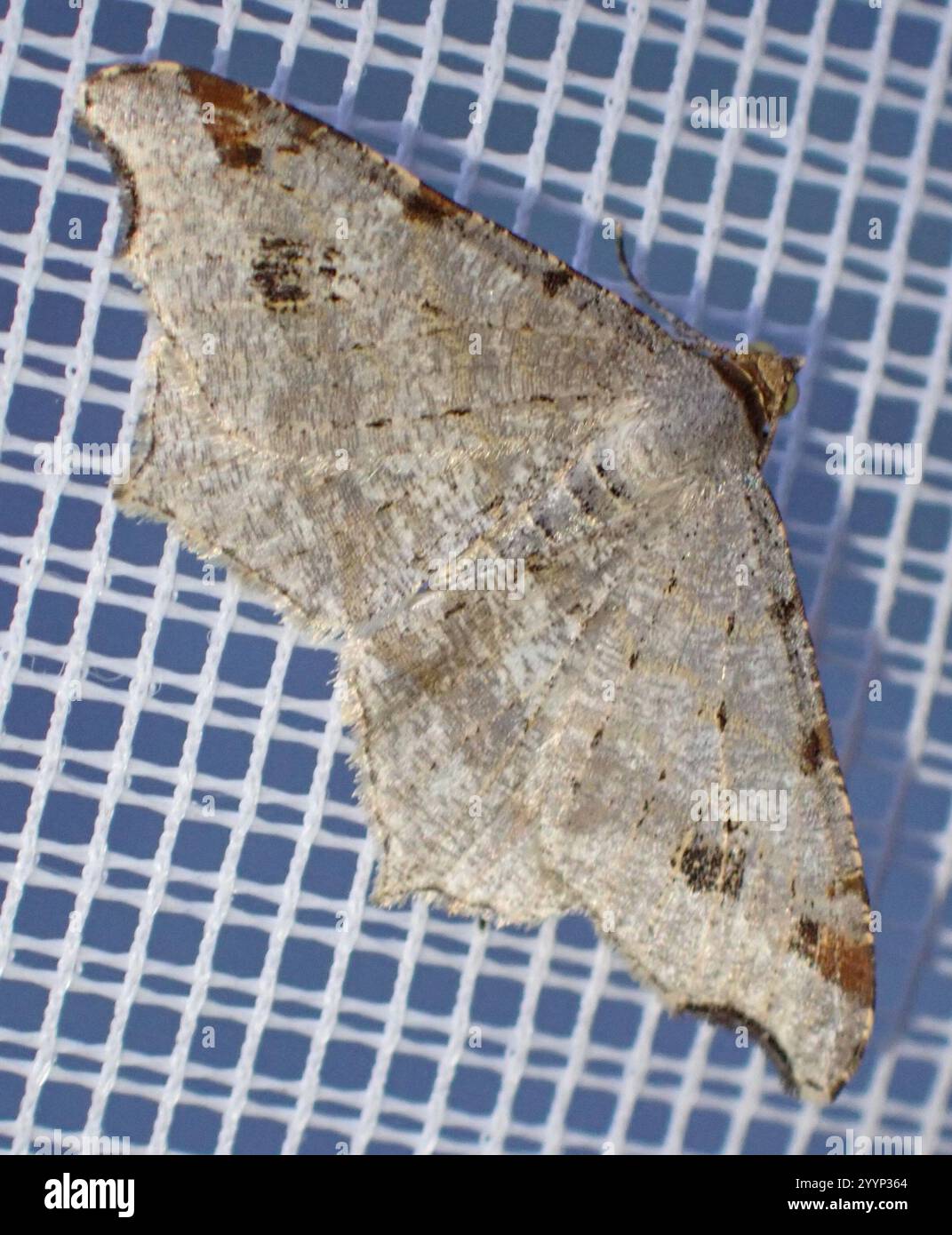 Sharp-angled Peacock Moth (Macaria alternata Stock Photo - Alamy