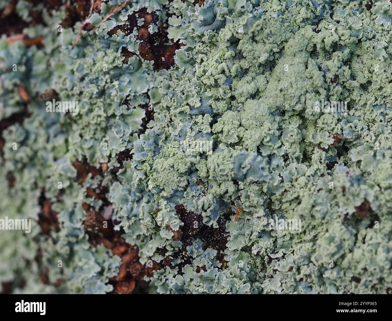 rosette lichens, frost lichens, and allies (Physciaceae Stock Photo - Alamy