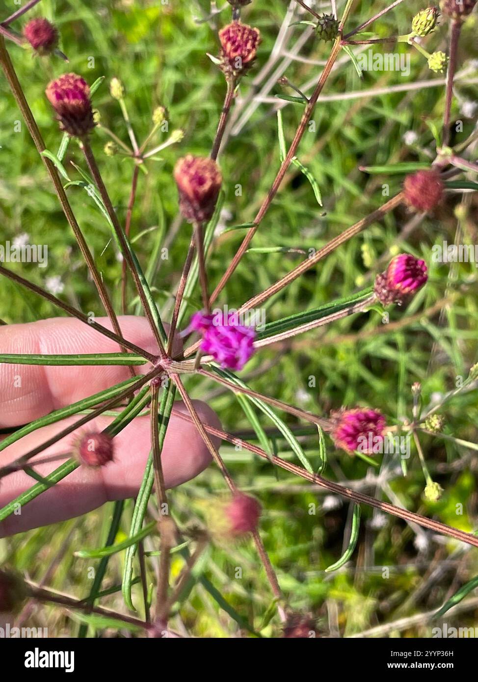 Narrow Leaf Ironweed (Vernonia angustifolia Stock Photo - Alamy