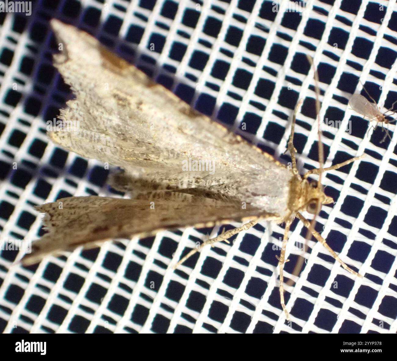 Sharp-angled Peacock Moth (Macaria alternata Stock Photo - Alamy