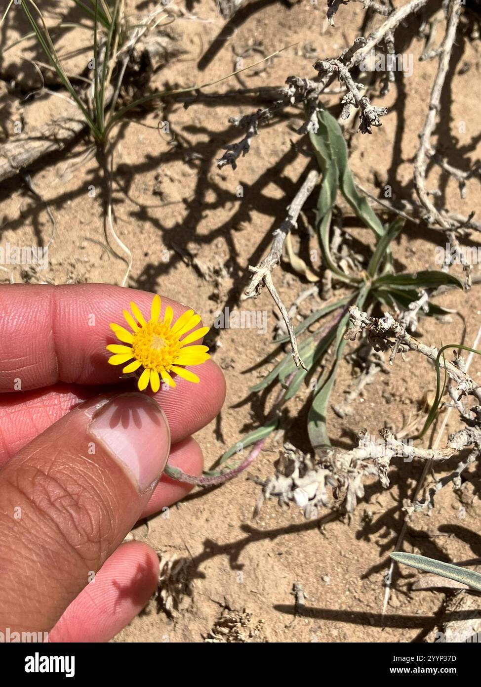 Pyrrocoma hi-res stock photography and images - Alamy