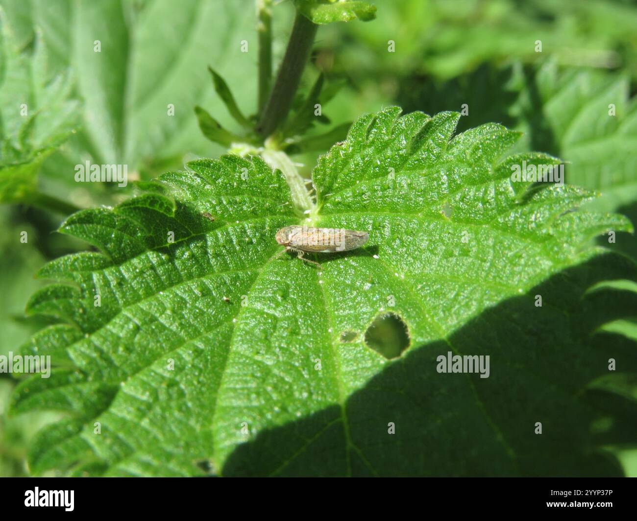 Typical Leafhoppers (Cicadellidae Stock Photo - Alamy