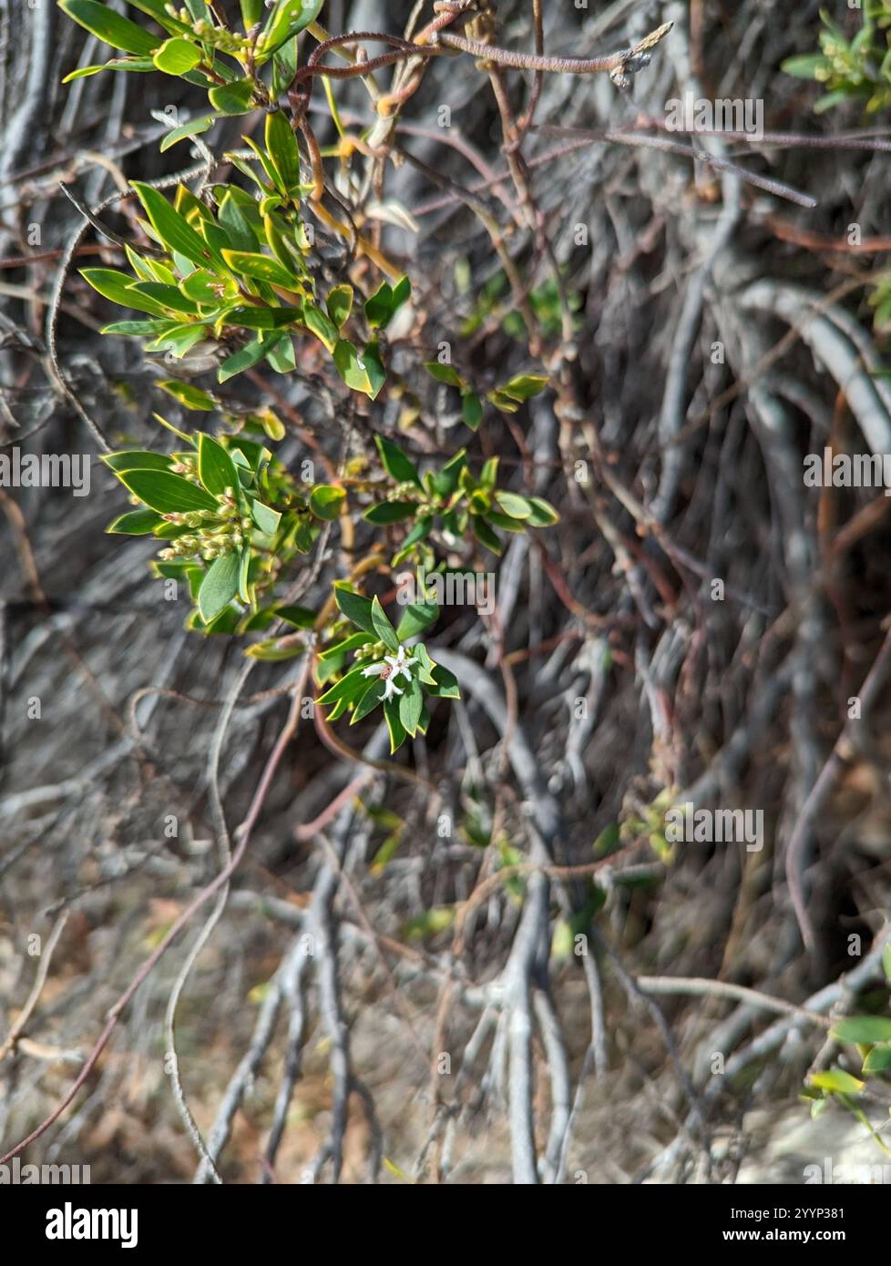 coastal beard-heath (Leucopogon parviflorus Stock Photo - Alamy
