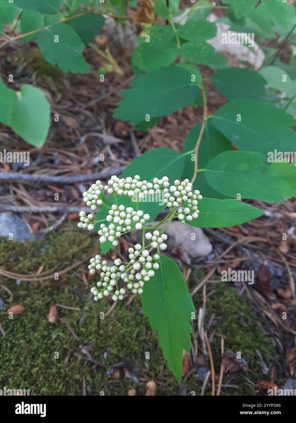 Shinyleaf Meadowsweet (Spiraea lucida Stock Photo - Alamy