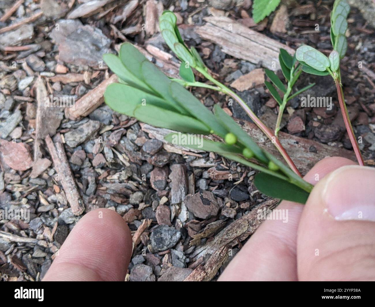 Chamberbitter (Phyllanthus urinaria Stock Photo - Alamy