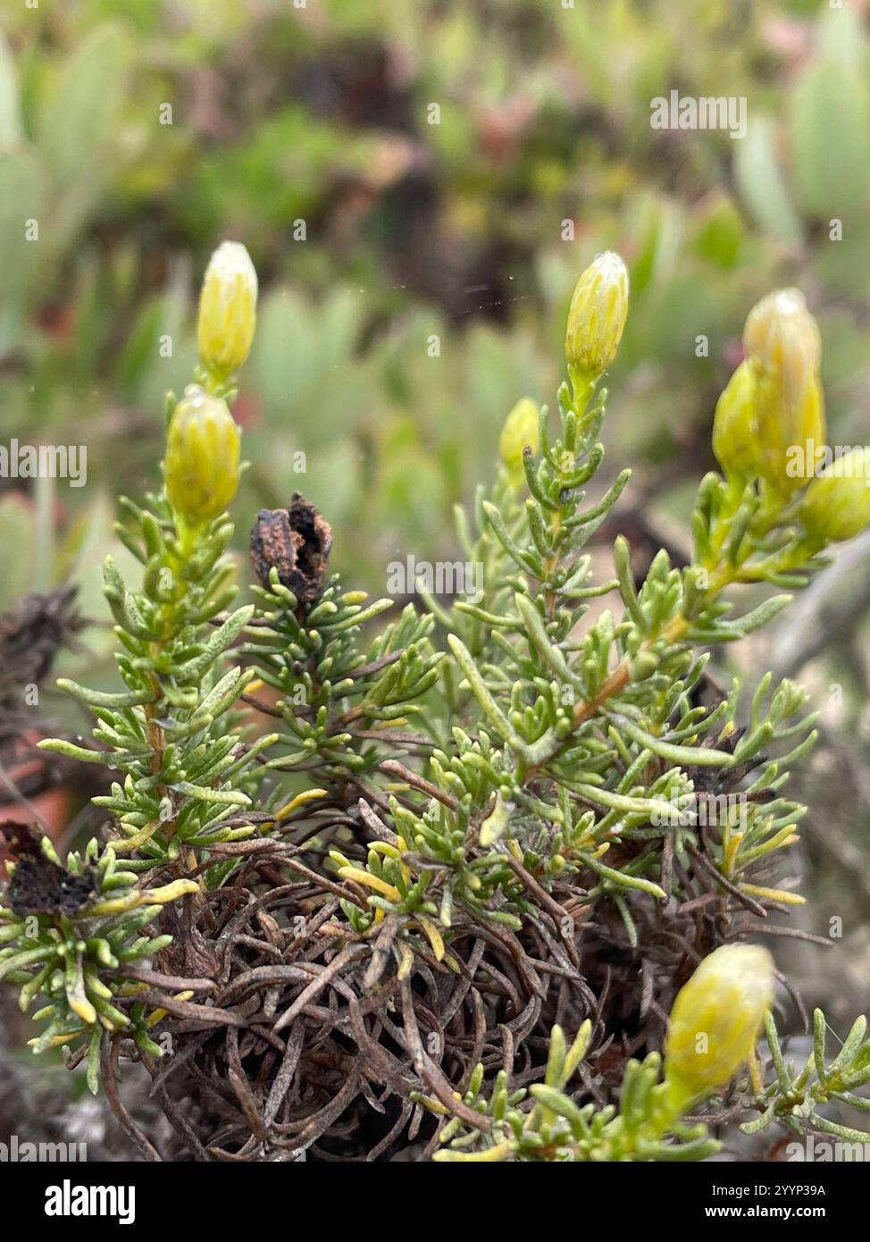 Eastwood's goldenbush (Ericameria fasciculata Stock Photo - Alamy