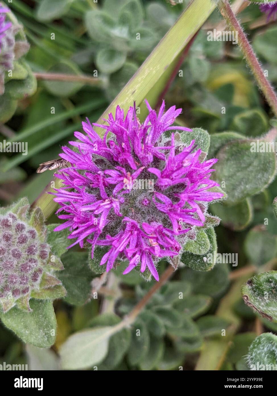Coyote Mint (Monardella villosa Stock Photo - Alamy