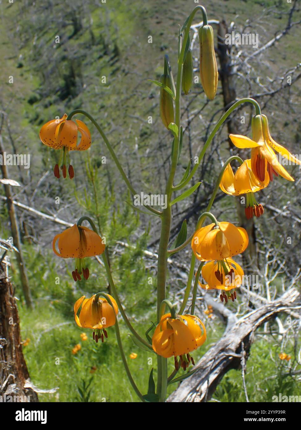 Columbia lily (Lilium columbianum Stock Photo - Alamy