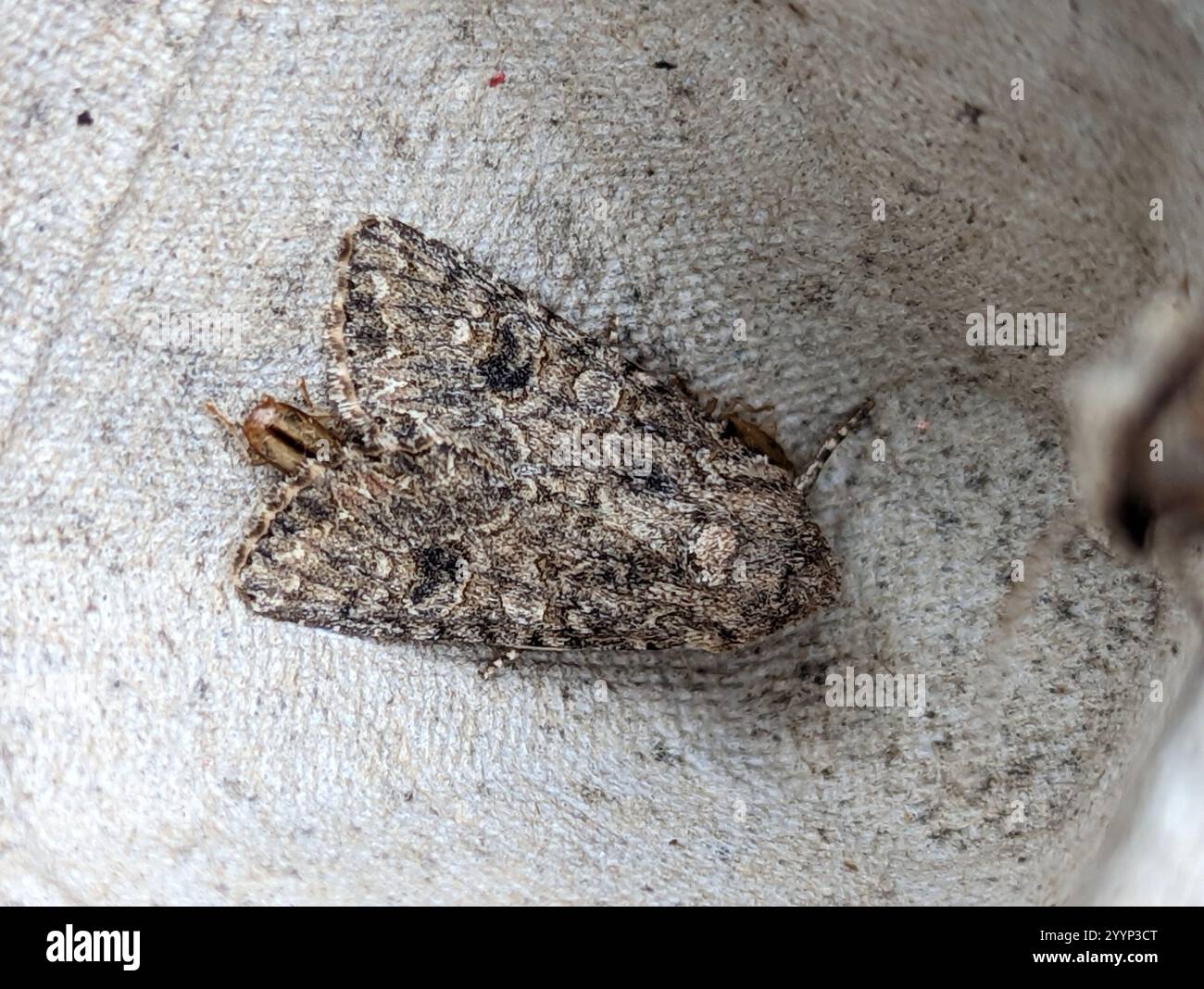 Nutmeg Moth (Anarta trifolii Stock Photo - Alamy