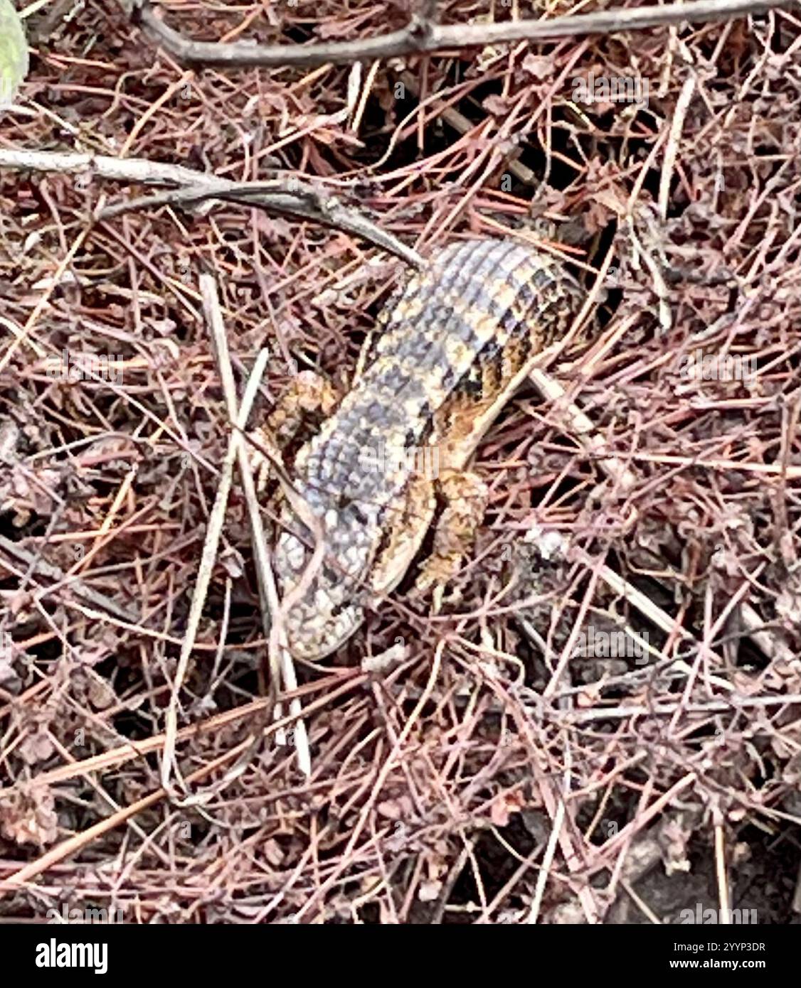 Northern Alligator Lizard (Elgaria coerulea Stock Photo - Alamy