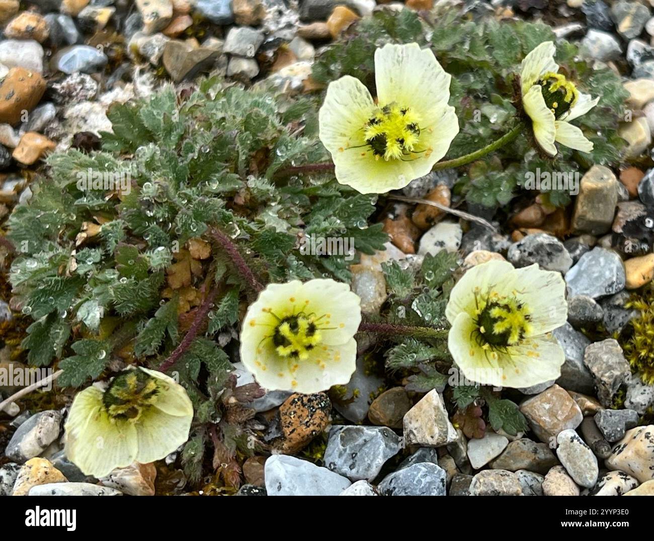 Svalbard Poppy (Papaver dahlianum Stock Photo - Alamy