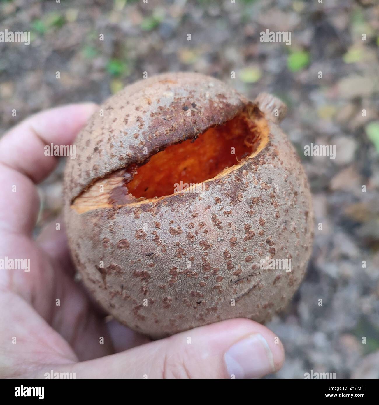 Mammea americana hi-res stock photography and images - Alamy