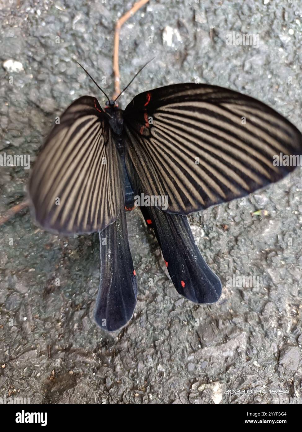 Oriental Swallowtail Moths (Epicopeiidae Stock Photo - Alamy