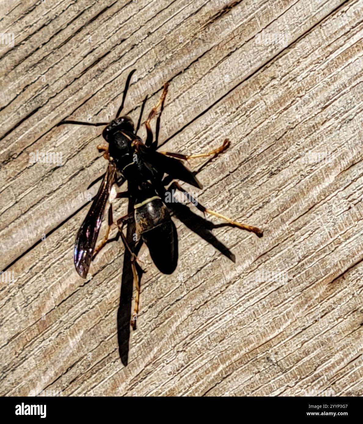 Northern Paper Wasp (Polistes fuscatus Stock Photo - Alamy