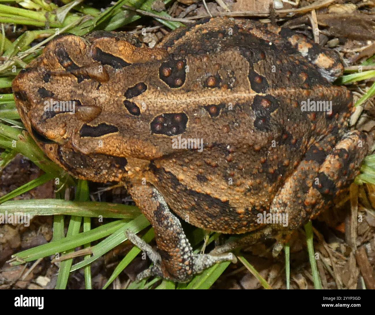 Southern Toad (Anaxyrus terrestris Stock Photo - Alamy