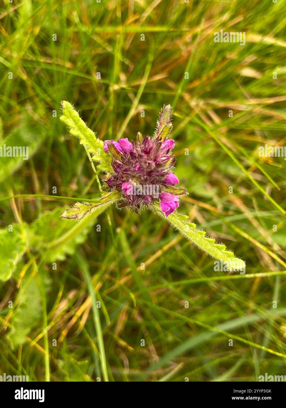 common hedge-nettle (Betonica officinalis Stock Photo - Alamy